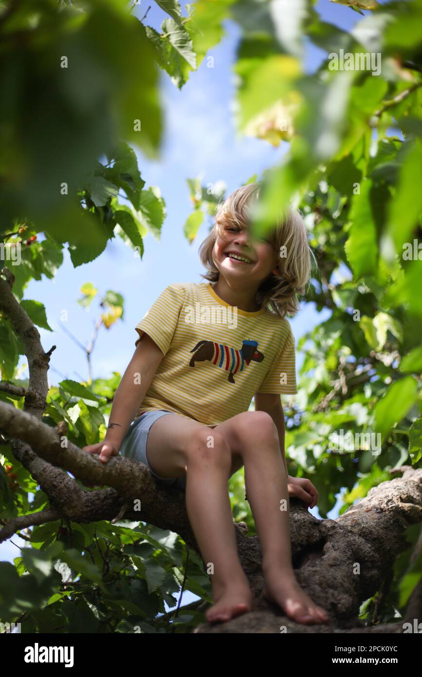 Young boy sitting in a tree Stock Photo - Alamy