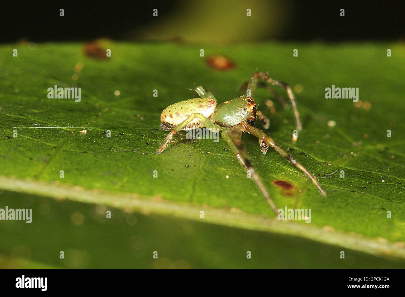Flower spider (Diaea ambara Stock Photo - Alamy