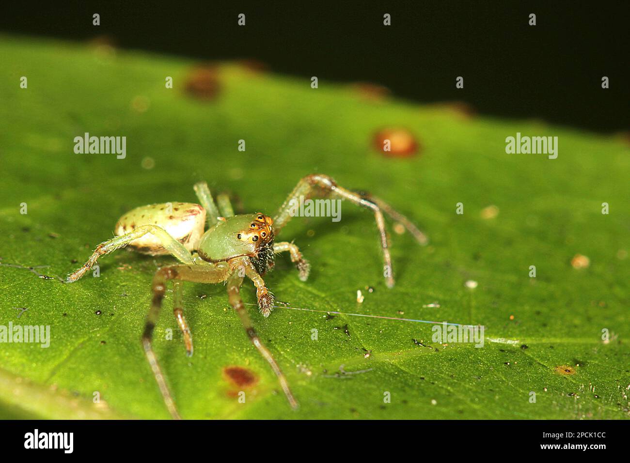 Flower spider (Diaea ambara Stock Photo - Alamy
