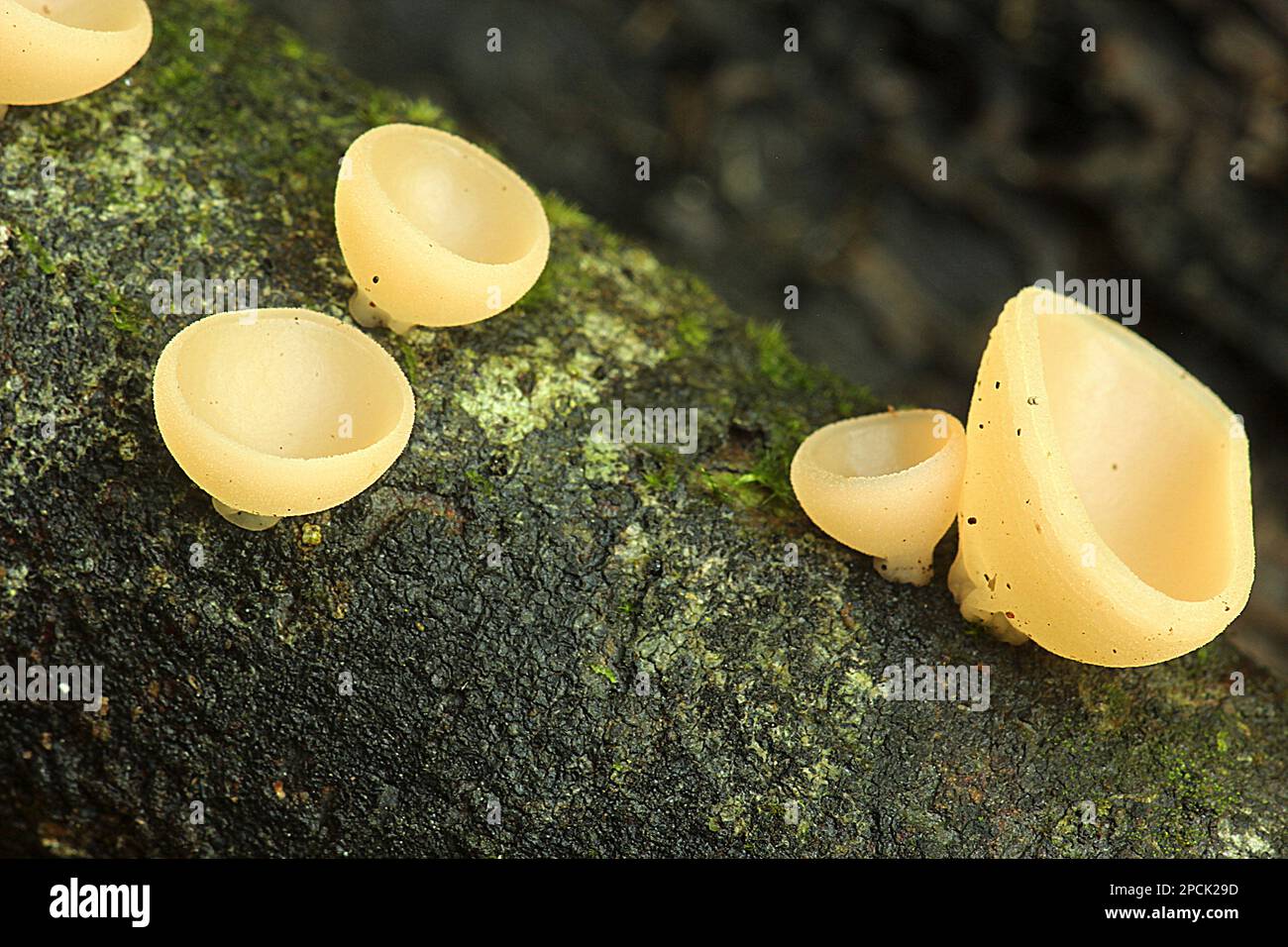 Cup fungus hi-res stock photography and images - Alamy