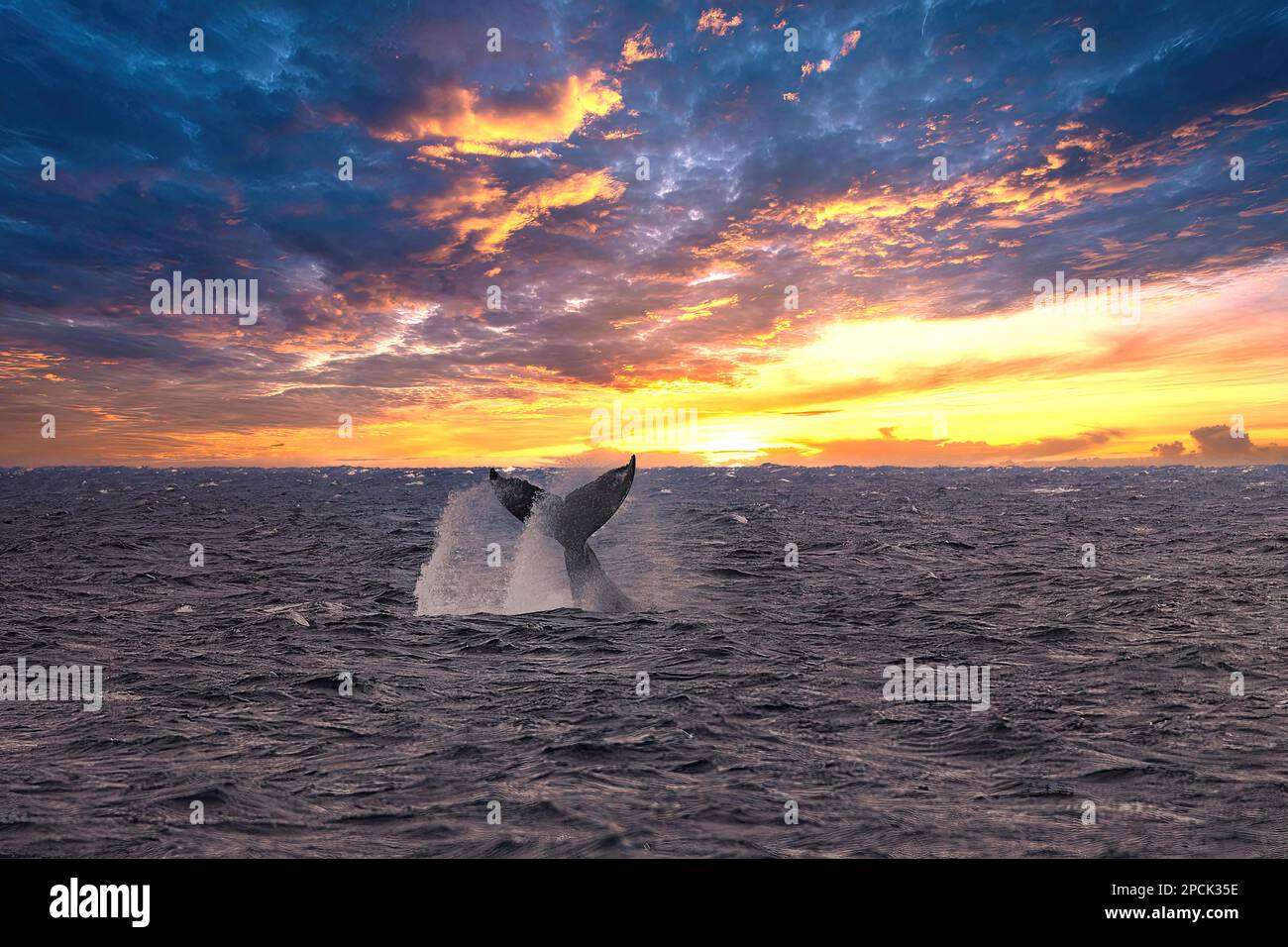 Humpback whale displaying its tail to whale watchers on the shore on ...