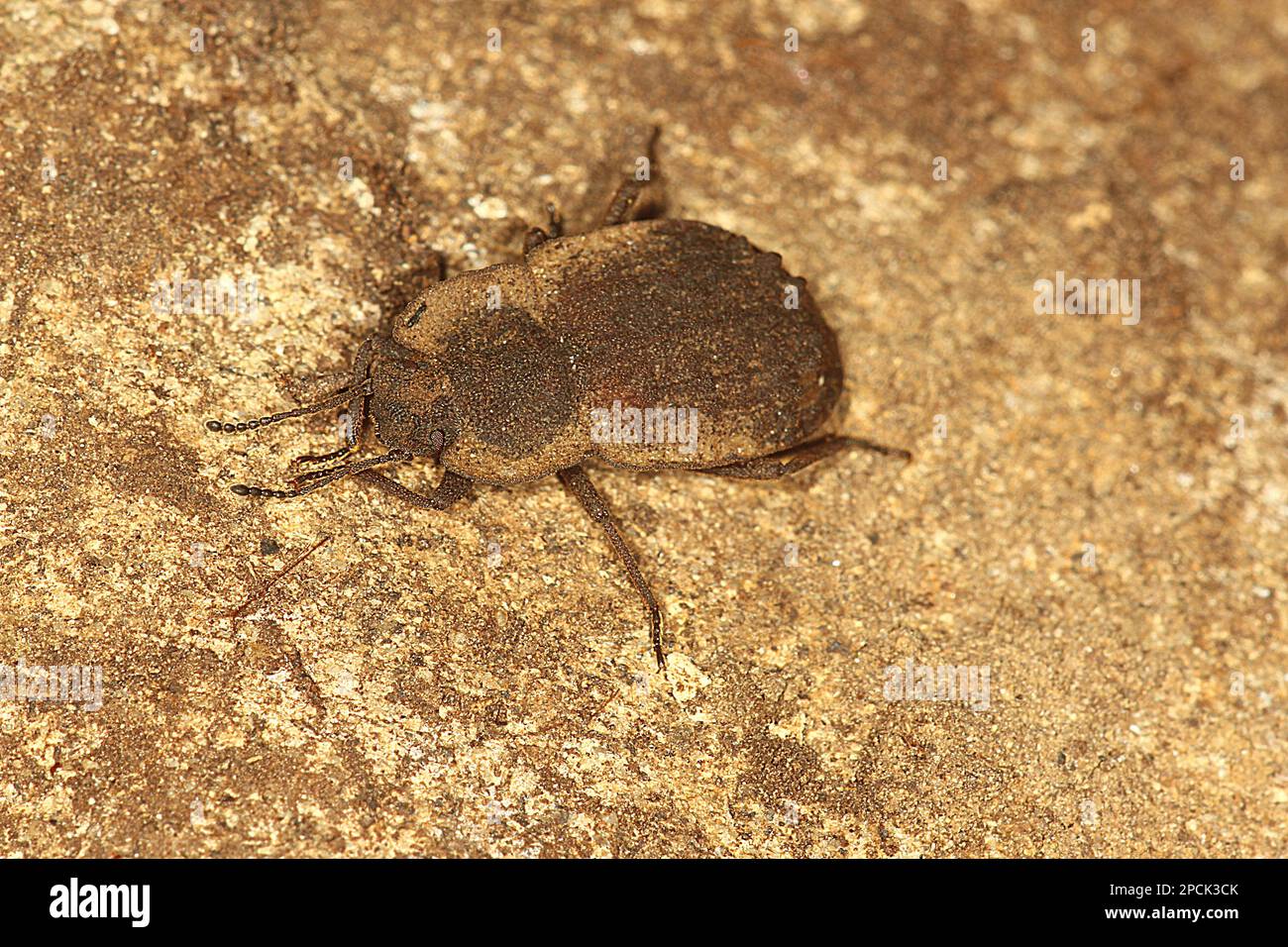 Reticulated beetle hi-res stock photography and images - Alamy