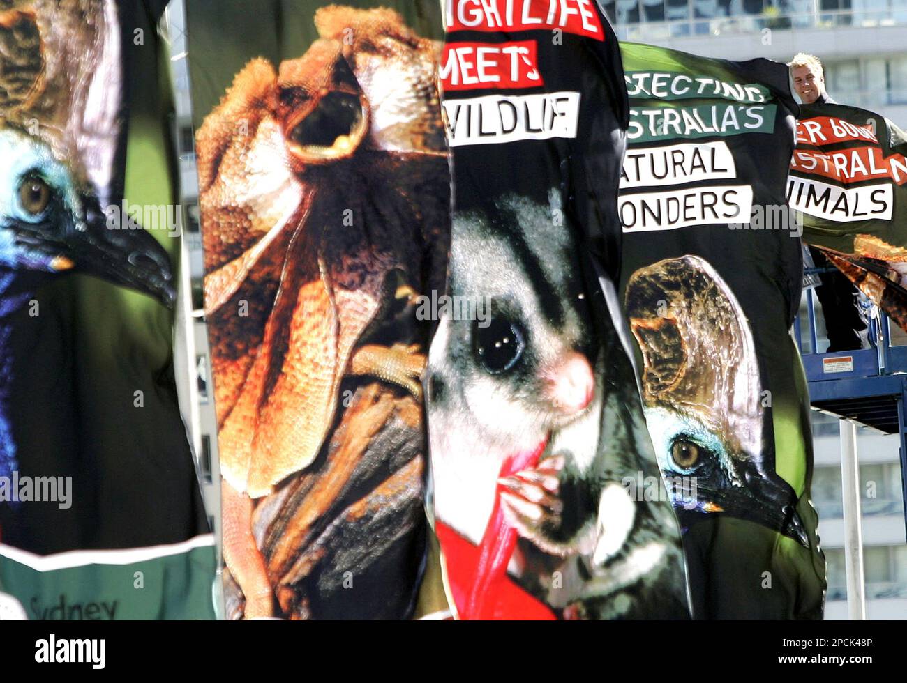 A worker hangs colorful advertising flags of native Australian animals ...