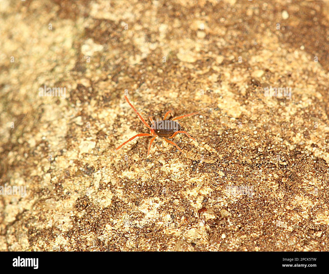 Red legged earth mite Stock Photo - Alamy