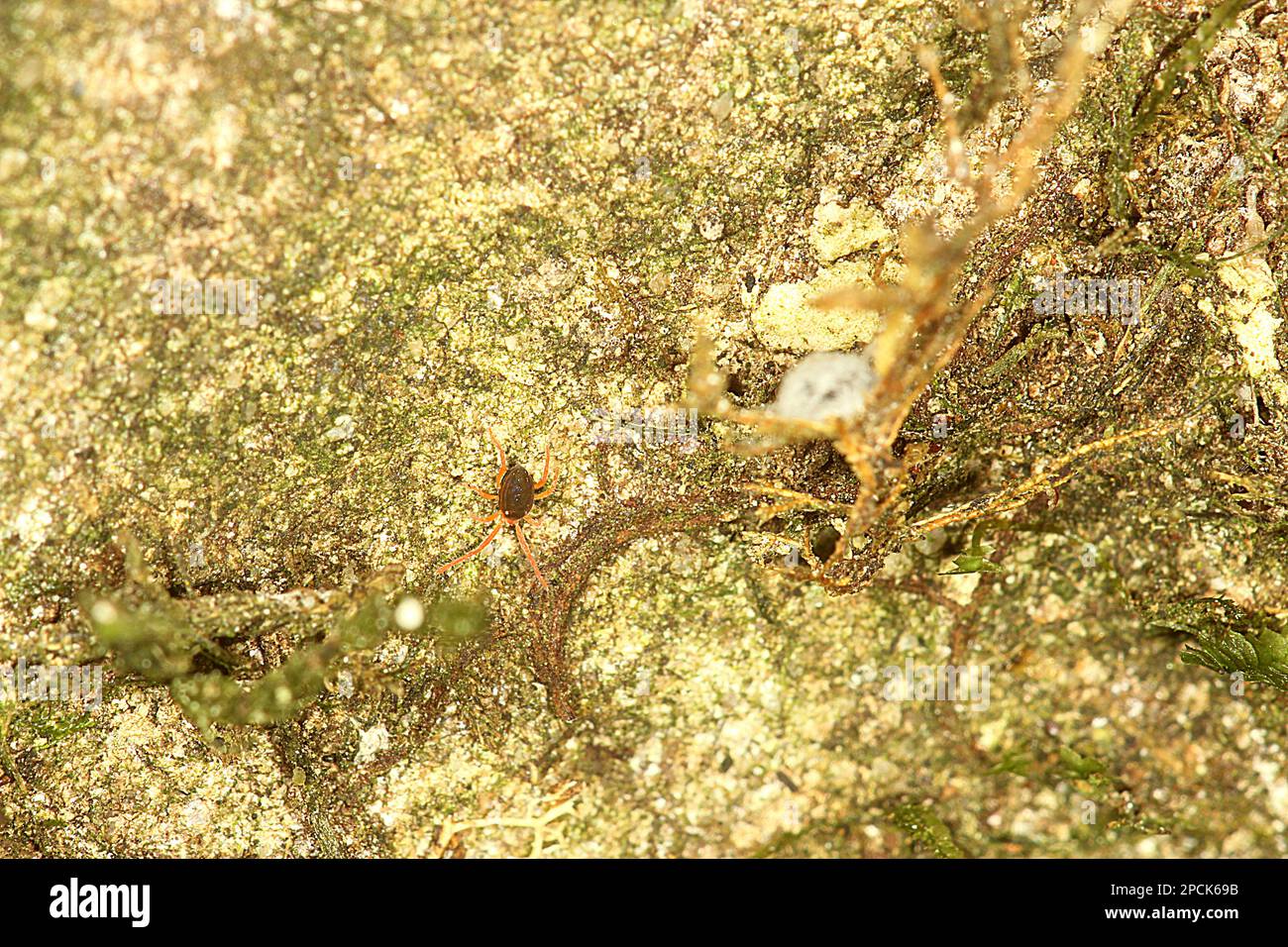 Red legged earth mite Stock Photo - Alamy