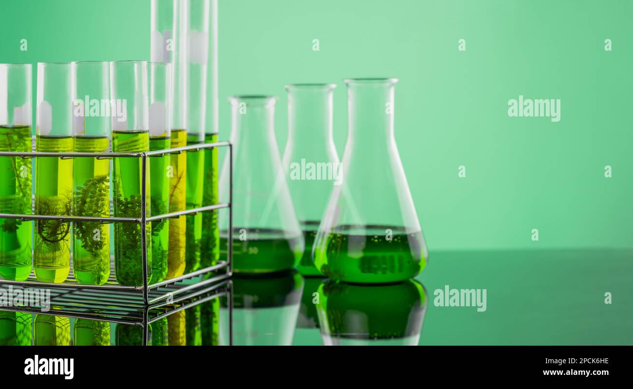 Algae fuel biofuel industry lab researching for alternative to fossil ...