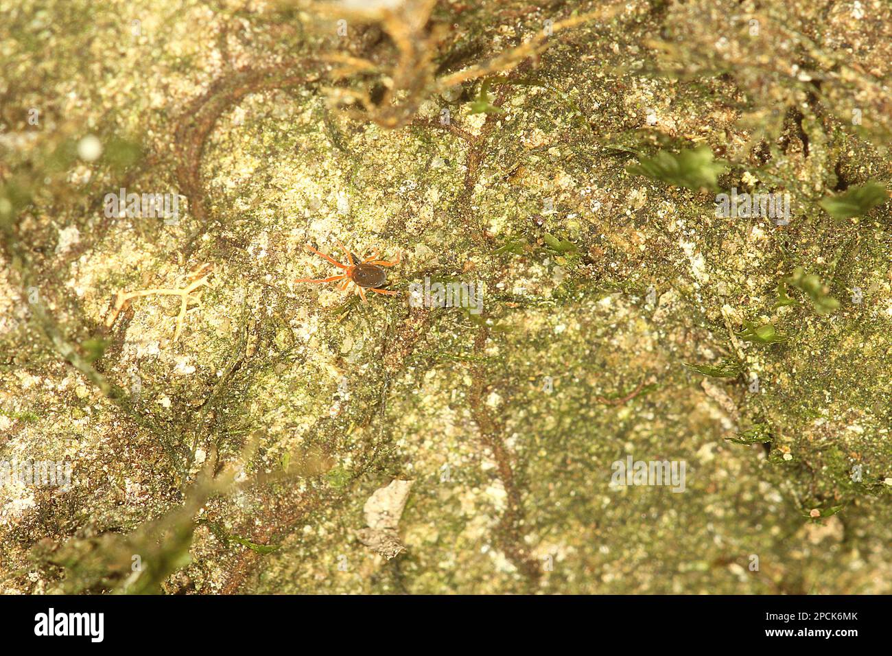 Red legged earth mite Stock Photo - Alamy