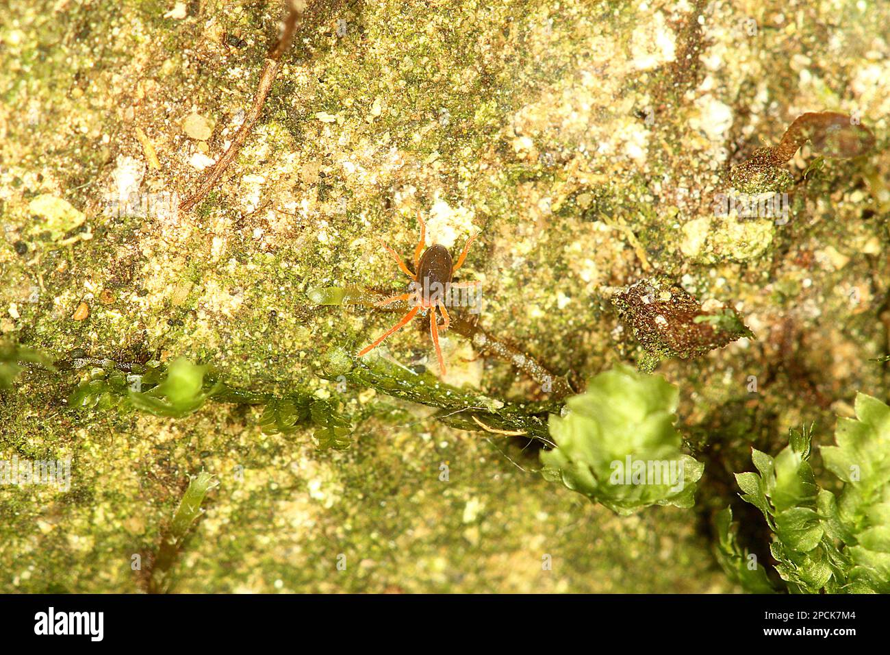 Earth mite hi-res stock photography and images - Alamy