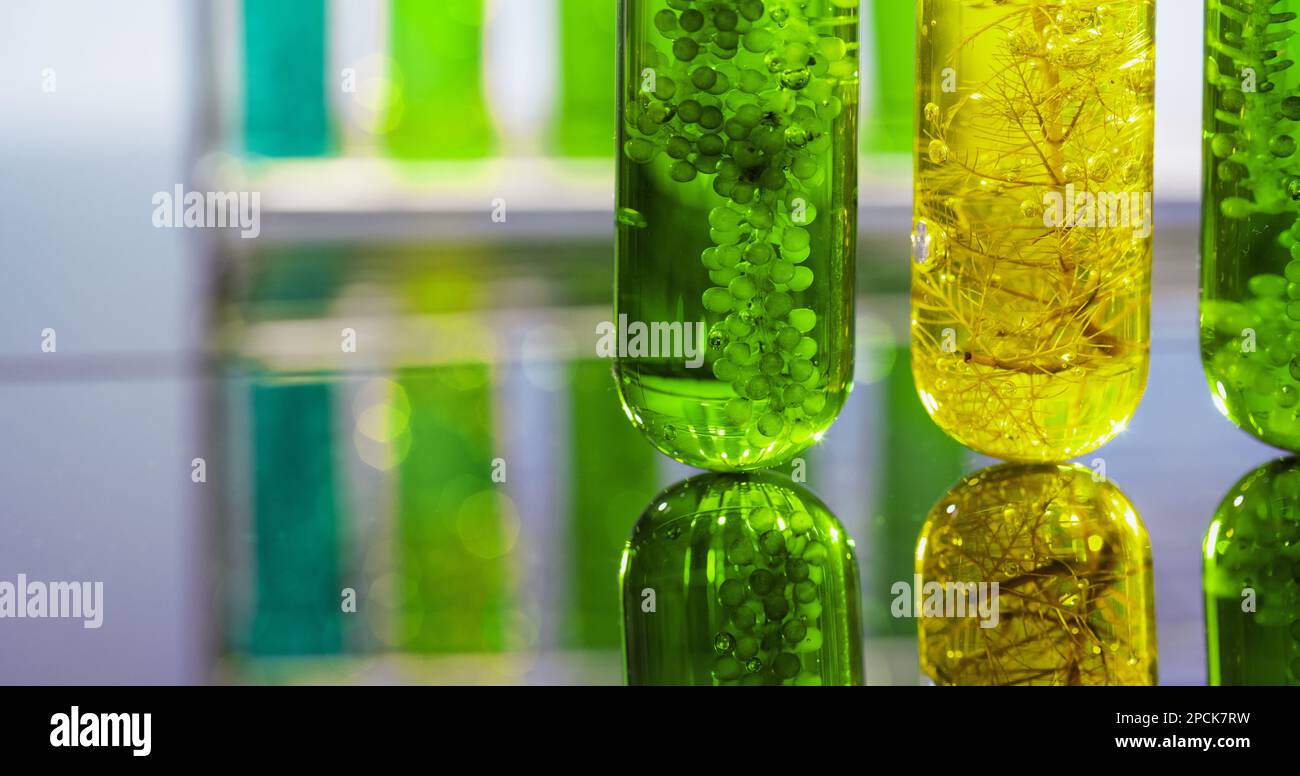 Algae fuel biofuel industry lab researching for alternative to fossil ...