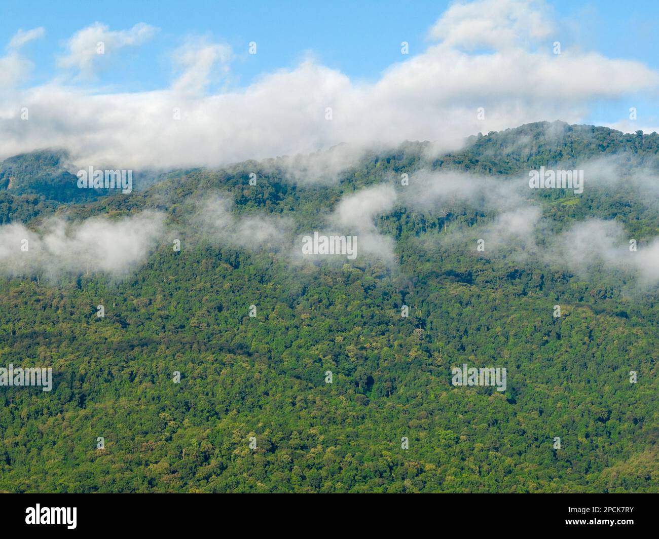 Tropical forests can absorb large amounts of carbon dioxide from the ...