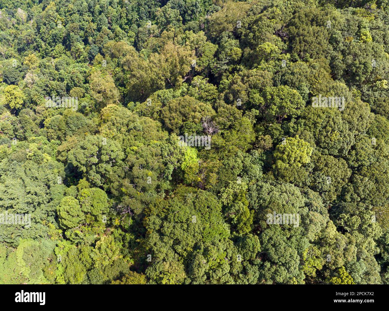 Tropical forests can absorb large amounts of carbon dioxide from the ...