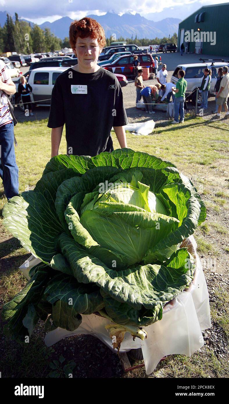 Ed Carlson wheels in a giant cabbage for the 11th annual Giant Cabbage ...