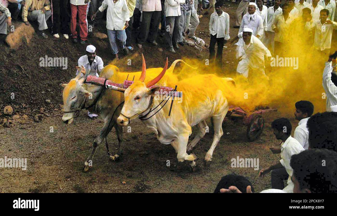 Bullocks are seen running during a bullock cart race at Bhosari village ...