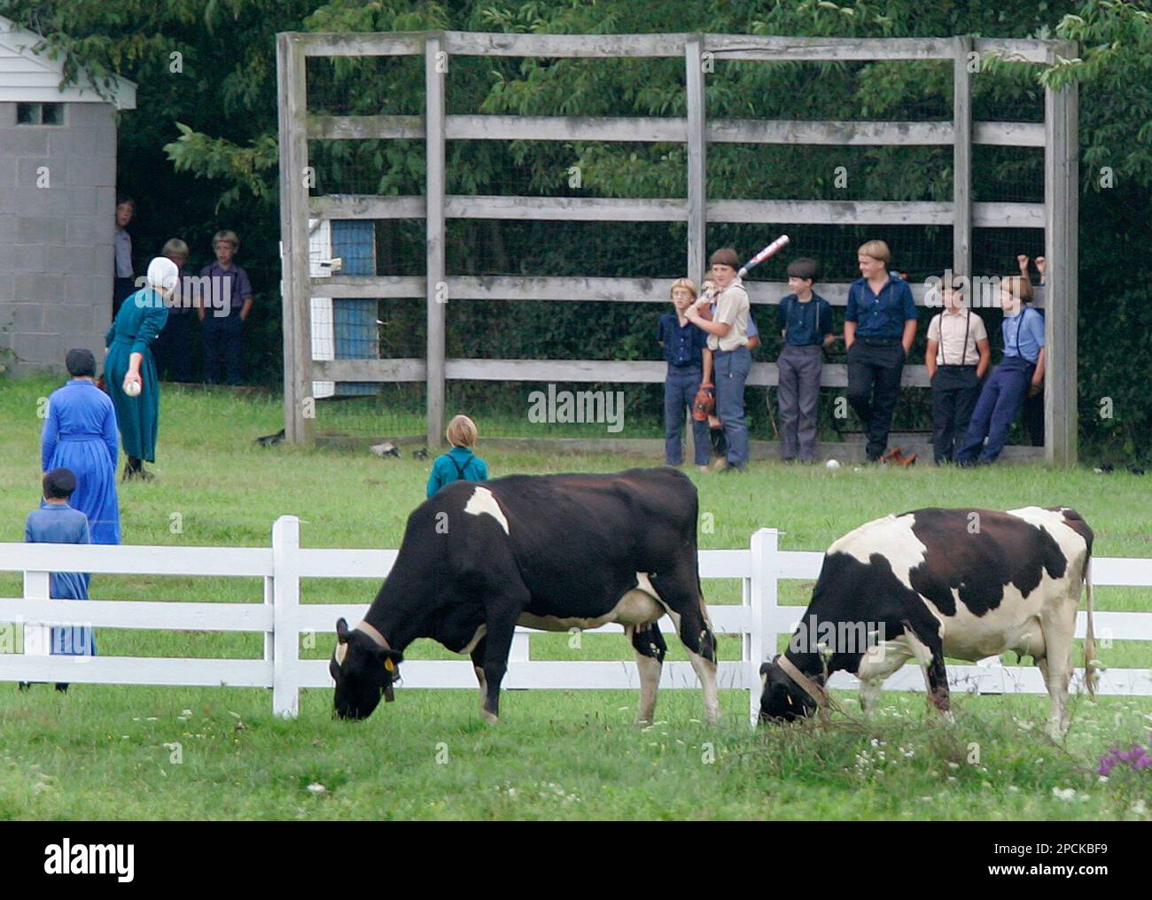 Cows graze beyond the outfield fence as Amish children play a game of ...