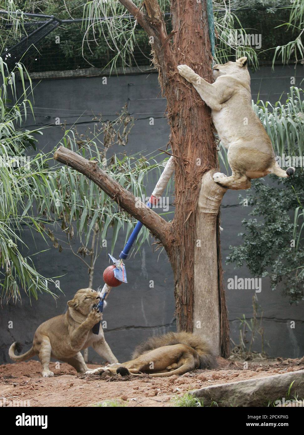 African lions play with a new bungee ball installed in their ...