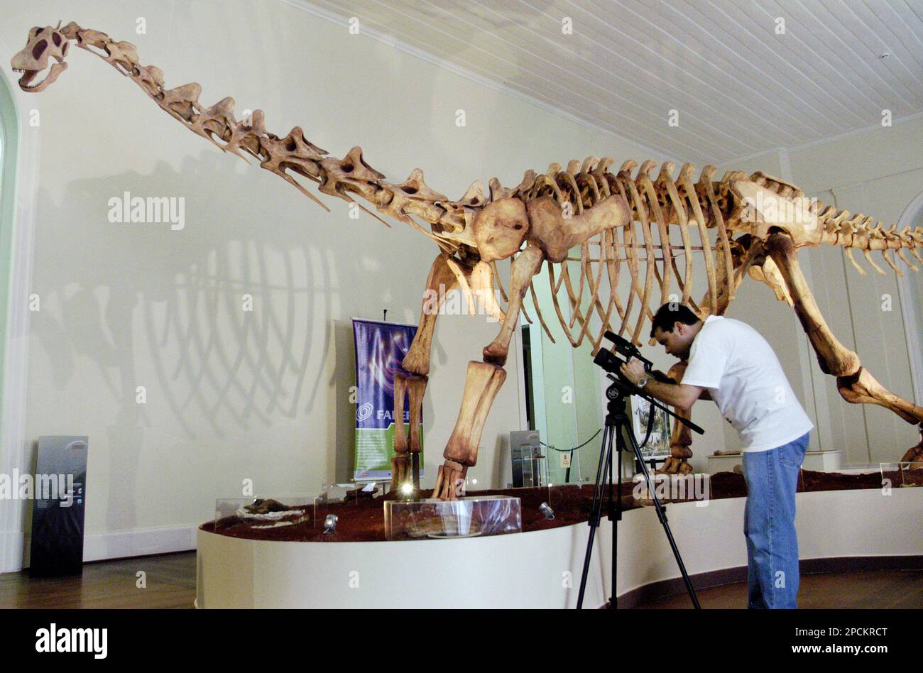 A cameraman shoots a replica of the Maxakalisaurus topai presented to ...