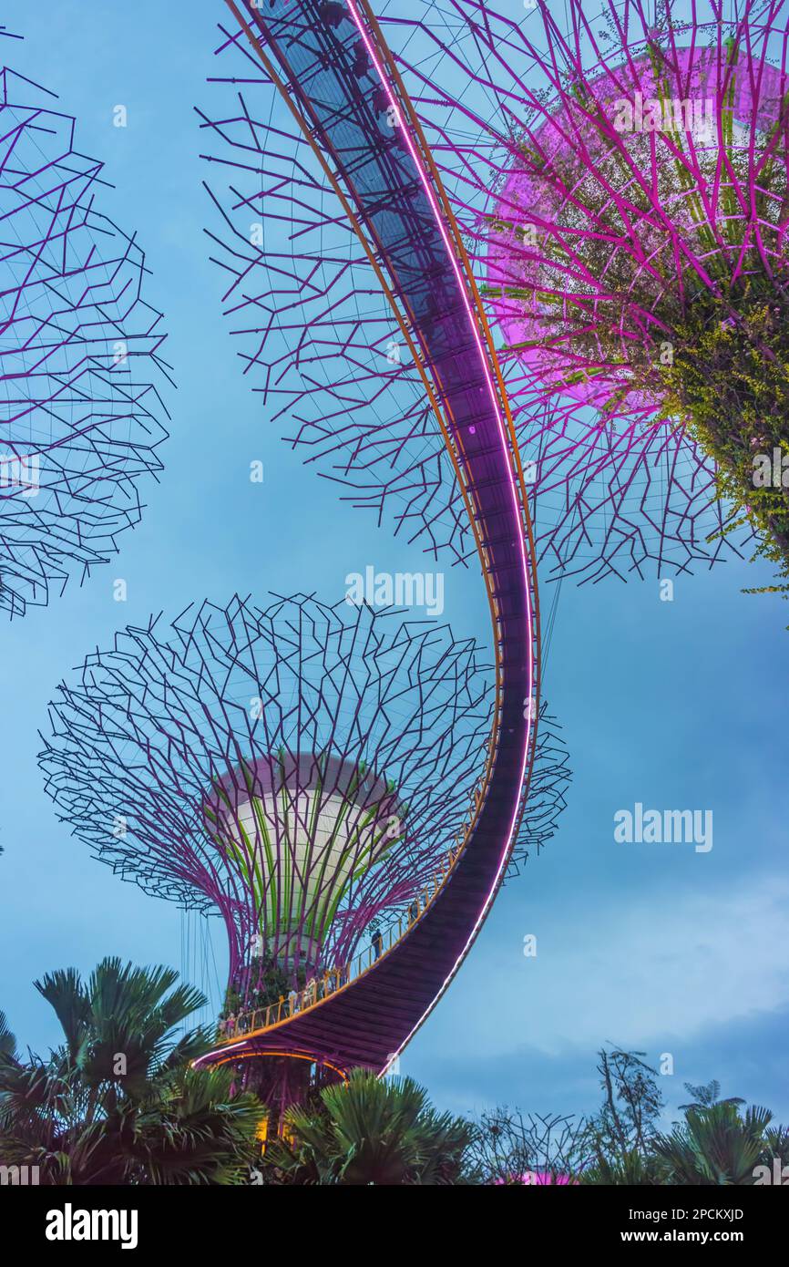 Singapore tree canopy hi-res stock photography and images - Alamy