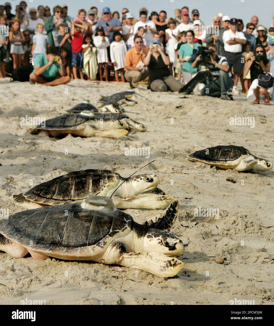 Kemps ridley sea turtles make their way over sand and toward the ocean ...
