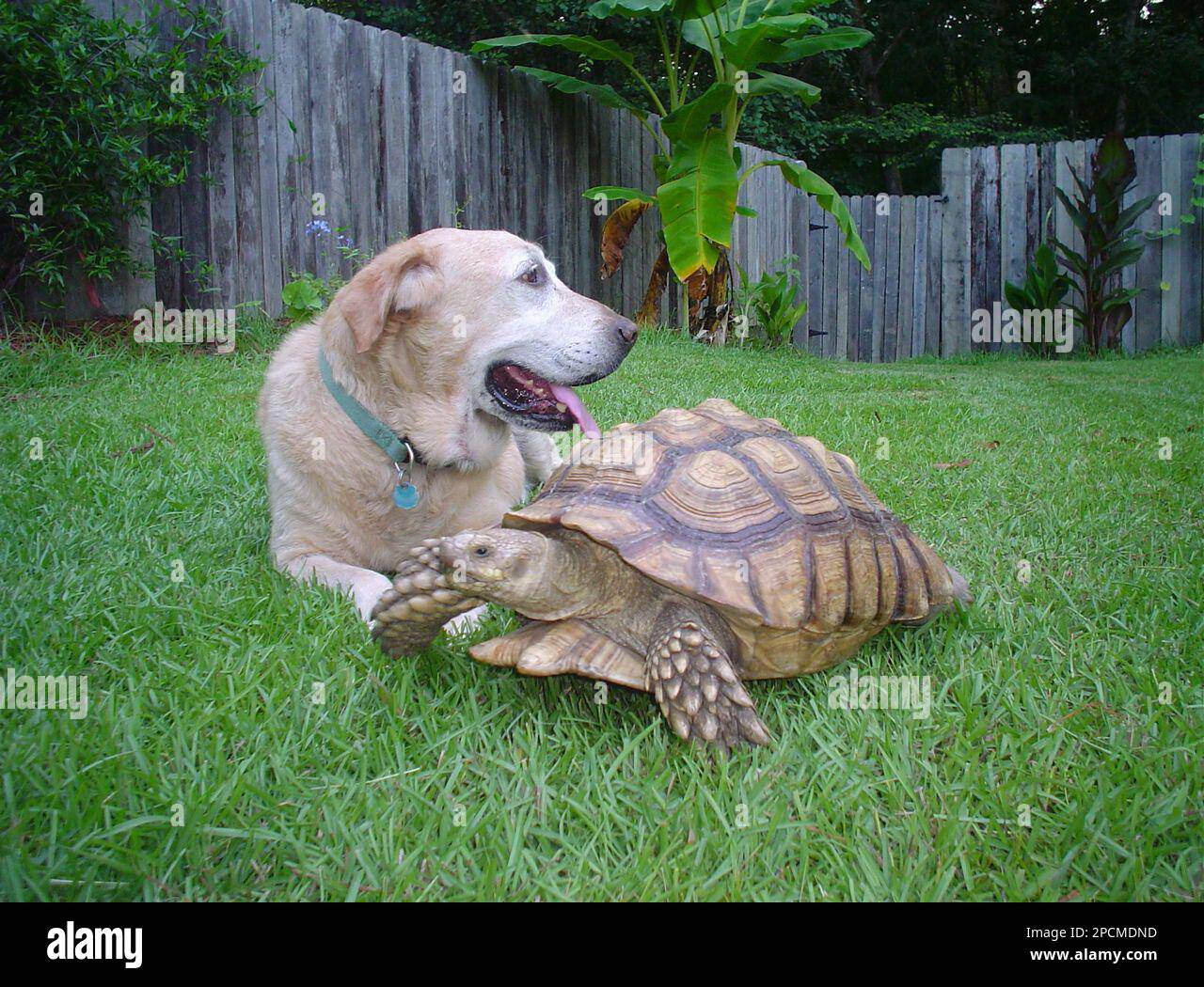 In this photo released by Kellie Copeland-Burnup via the Post and ...