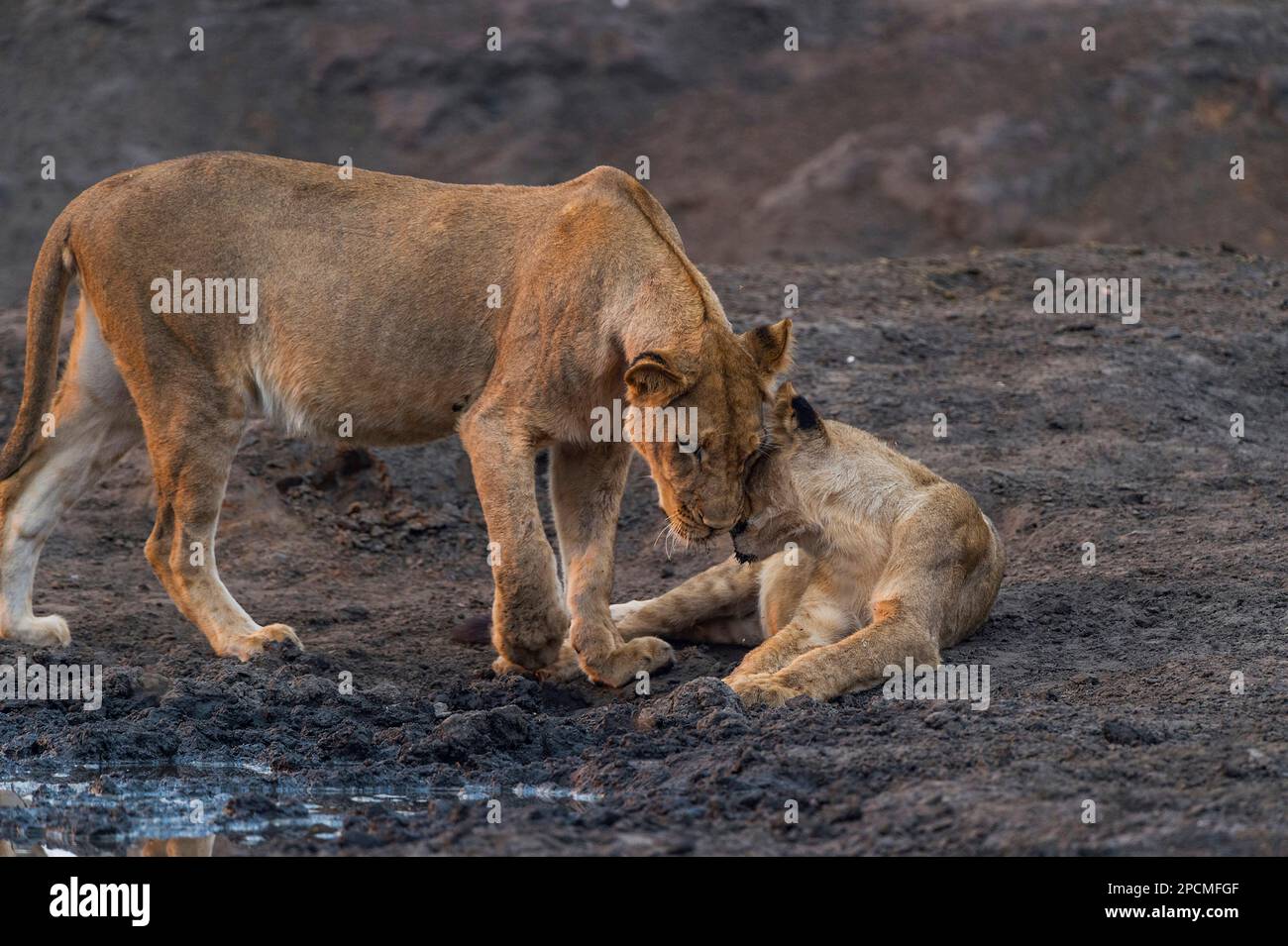 Lions rubbing faces hi-res stock photography and images - Alamy