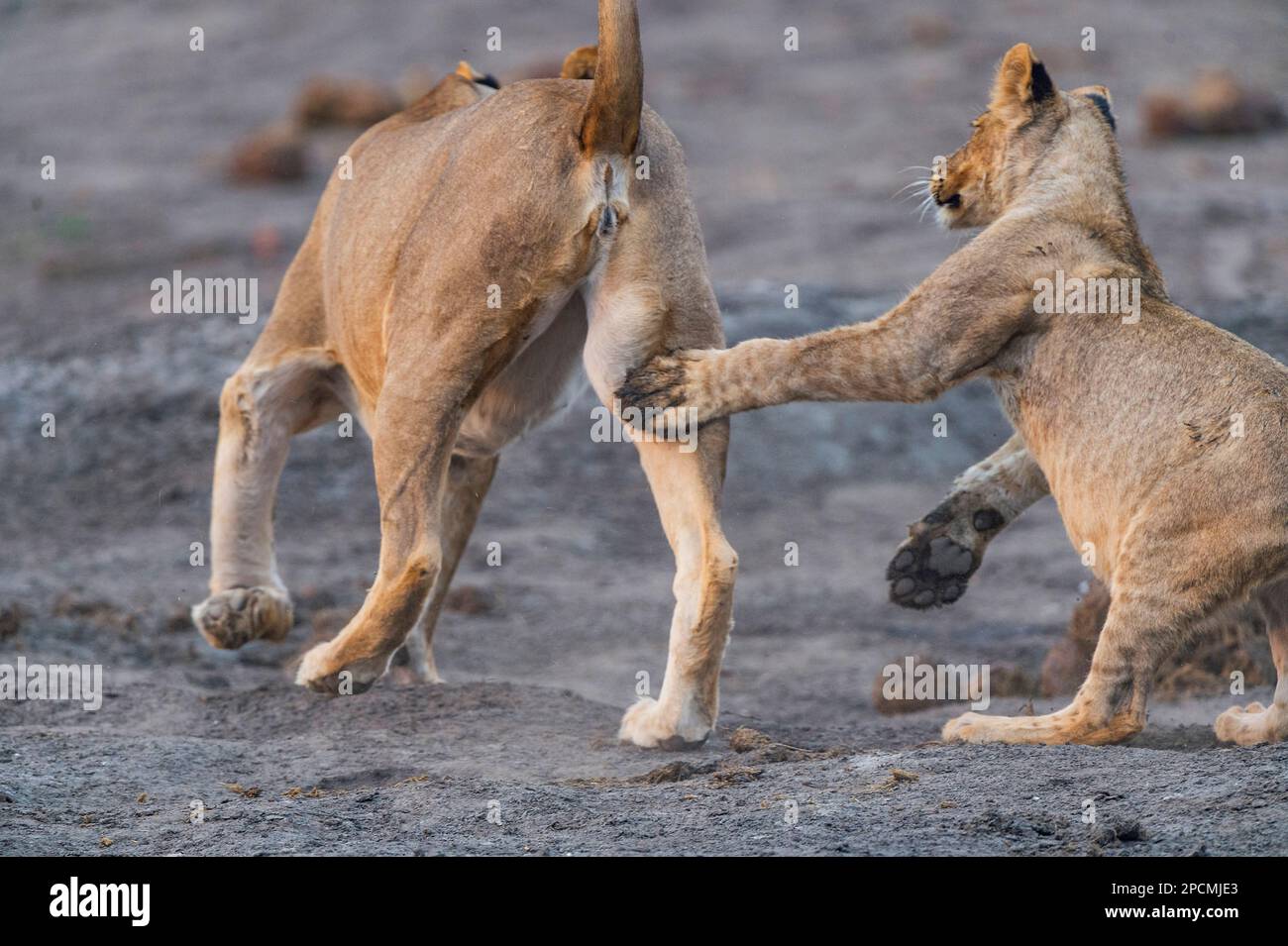 Lions rubbing faces hi-res stock photography and images - Alamy