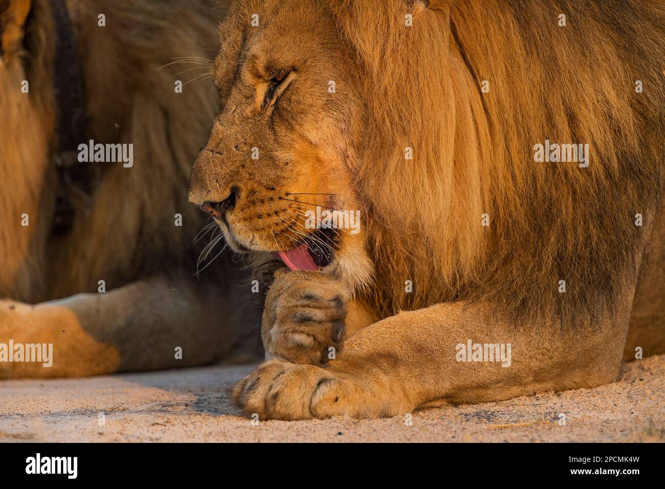 Two large male lions are seen in Zimbabwe's Hwange National Park Stock ...