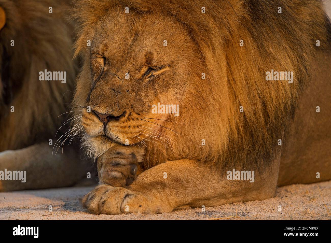 Two large male lions are seen in Zimbabwe's Hwange National Park Stock ...