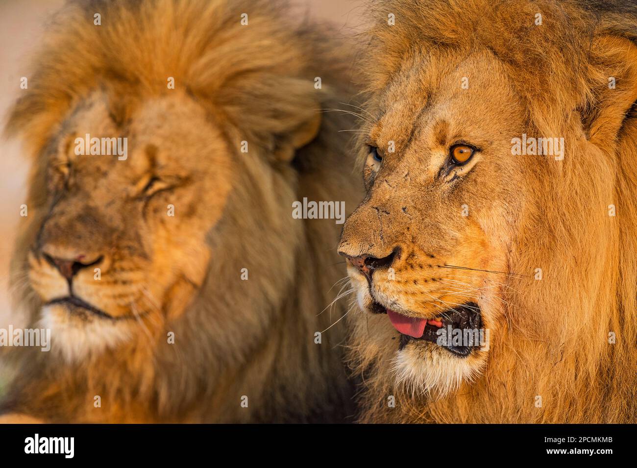 Two large male lions are seen in Zimbabwe's Hwange National Park Stock ...