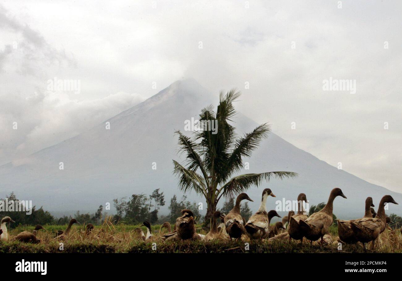 A group of ducks line up on a rice paddy as Mayon volcano looms in the ...