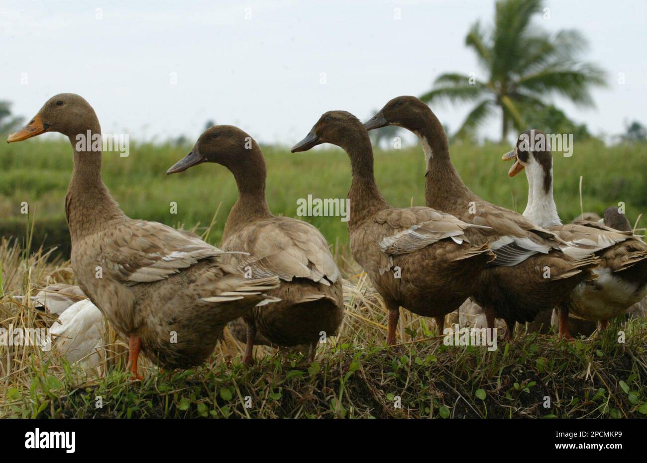 Ducks line up on a rice paddy at Santo Domingo, Albay province ...