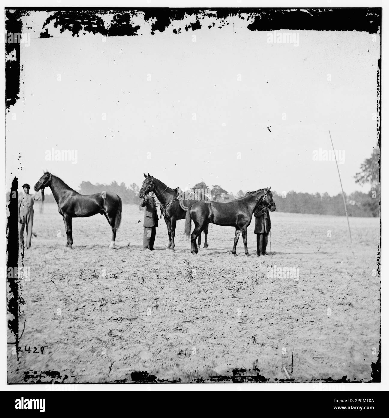 Cold Harbor, Virginia. U.S. Grant's horses: on left, EGYPT, center ...