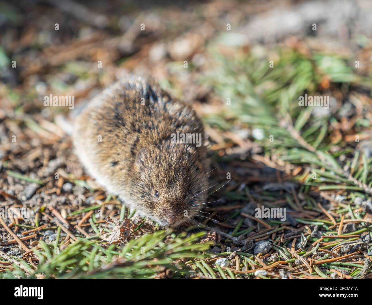 A closeup of a Common vole on the ground with a blurry background ...