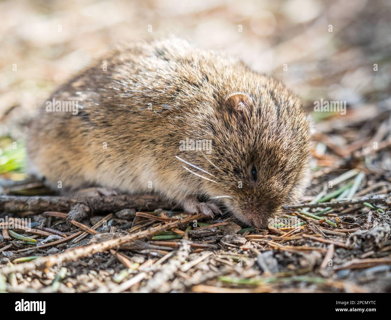 A closeup of a Common vole on the ground with a blurry background ...