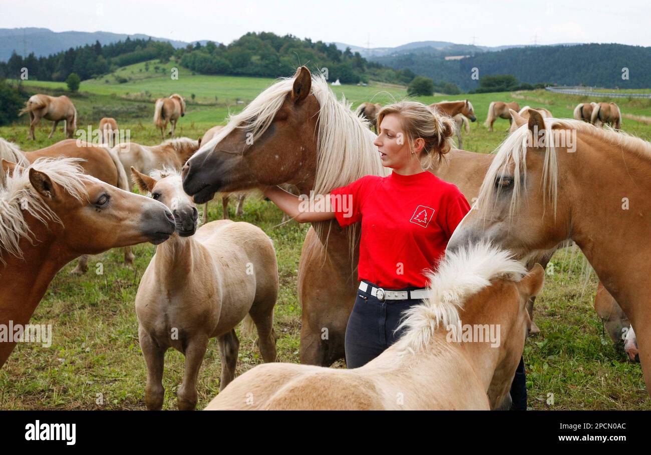 Pferdewirtin Helen Reichel steht inmitten einer Haflingerherde in ...