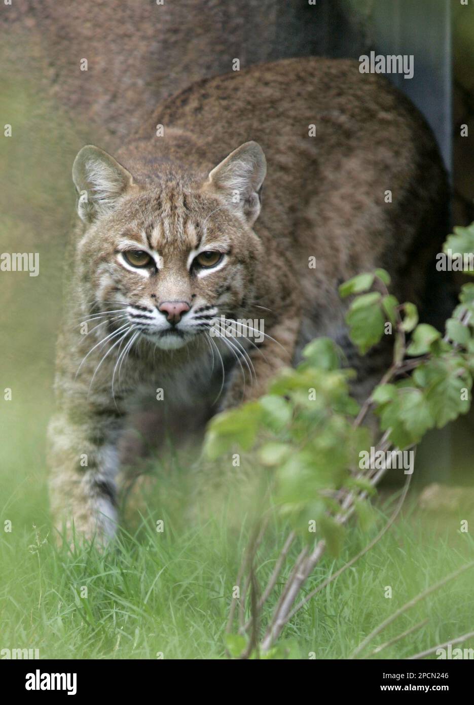 A four-year-old female bobcat is the first to venture into a new ...