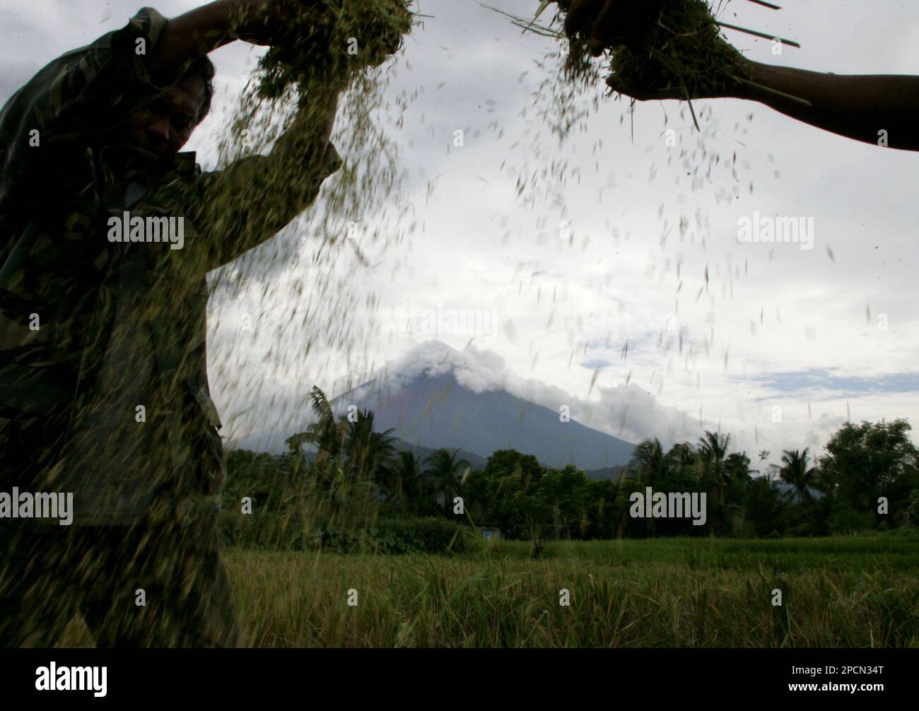 Farmers do manual threshing of their rice harvest despite Mayon volcano ...