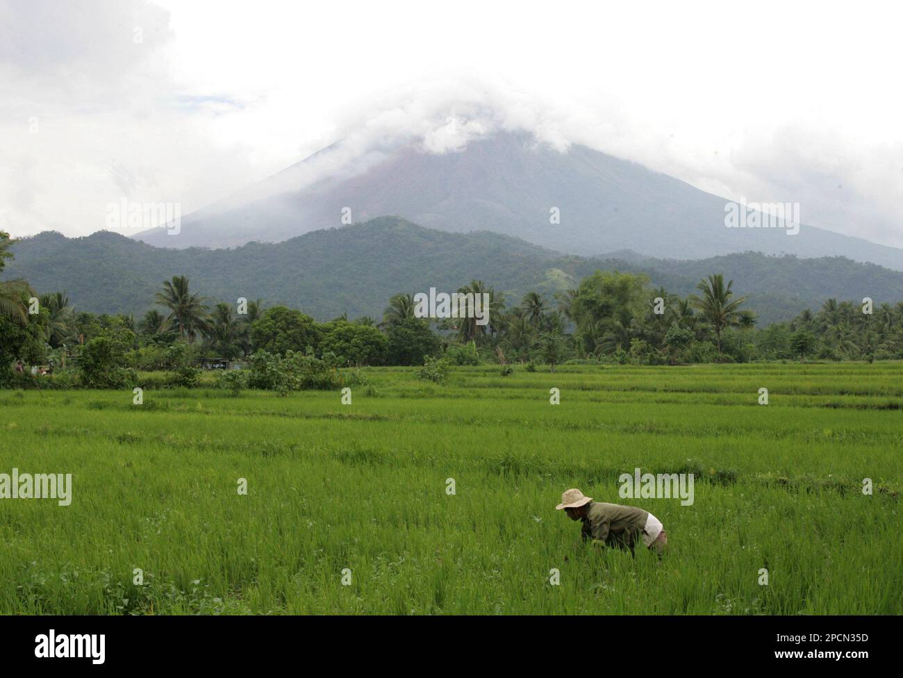 A farmer weeds his rice field amidst Mayon volcano's continuing its ...
