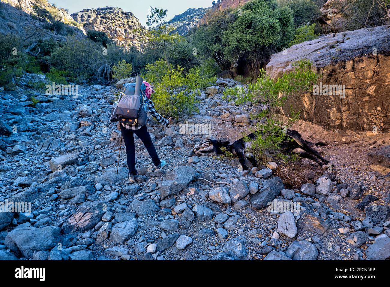 Dead donkey in the Western Hajar Mountains, Wakan, Oman Stock Photo - Alamy