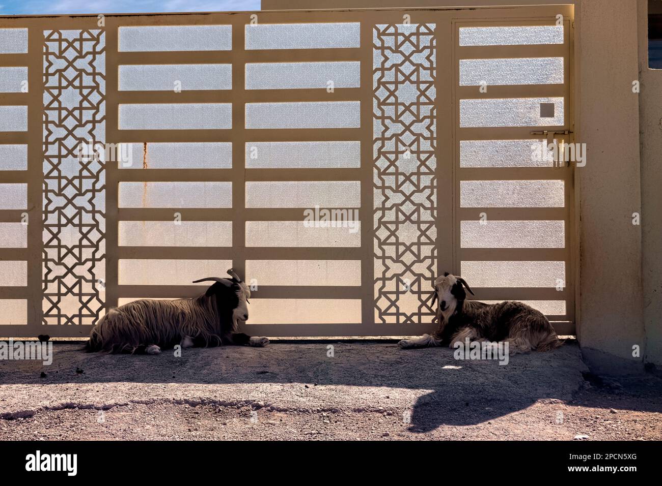 Oman goats hi-res stock photography and images - Alamy