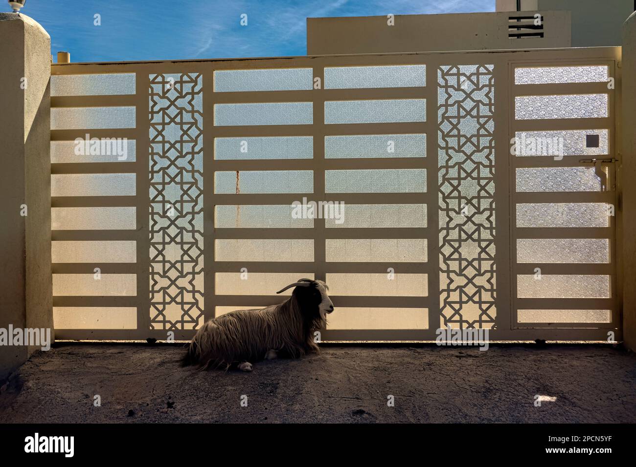 Fence gate funny hi-res stock photography and images - Alamy