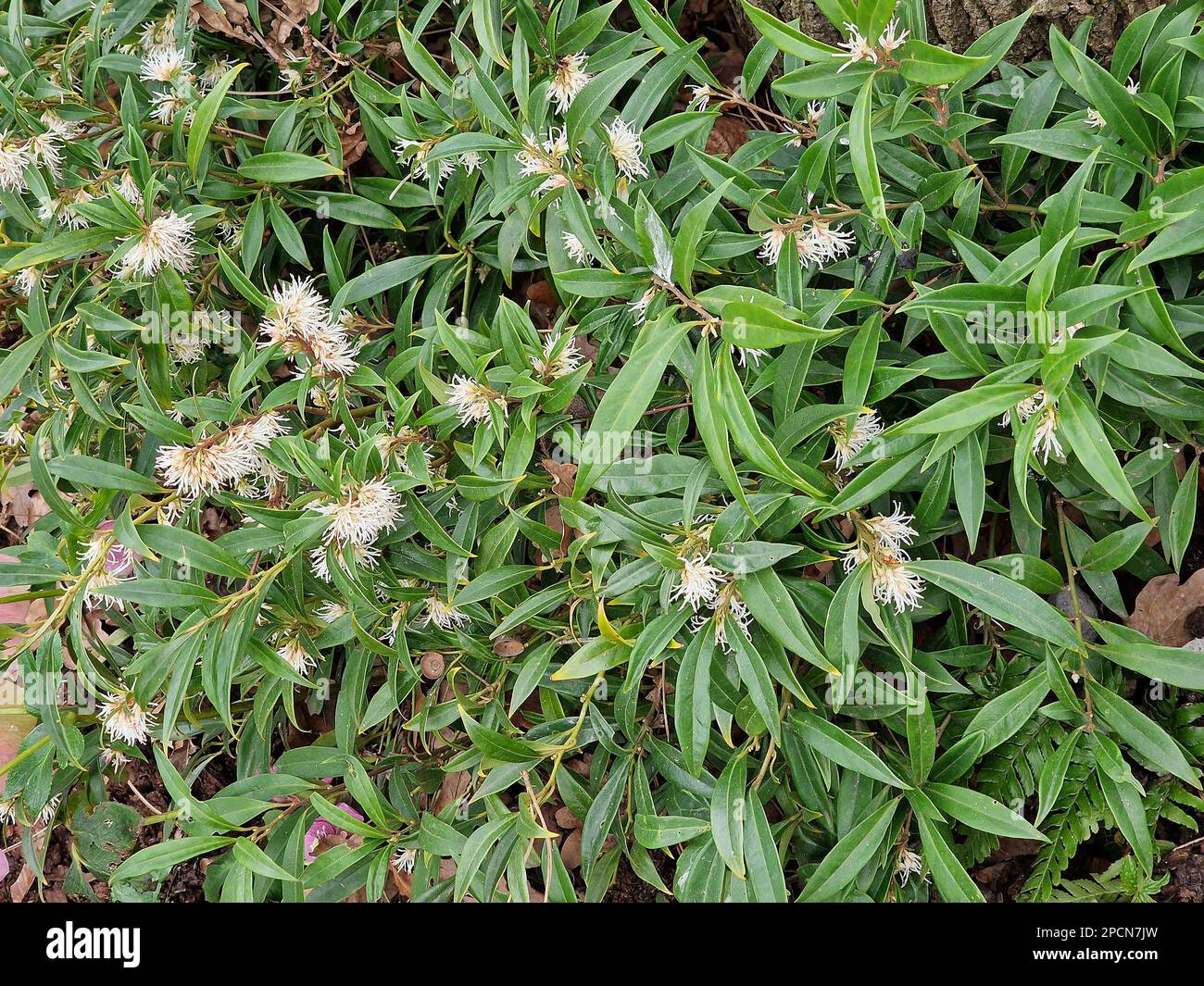 Sarcococca hookeriana hi-res stock photography and images - Alamy