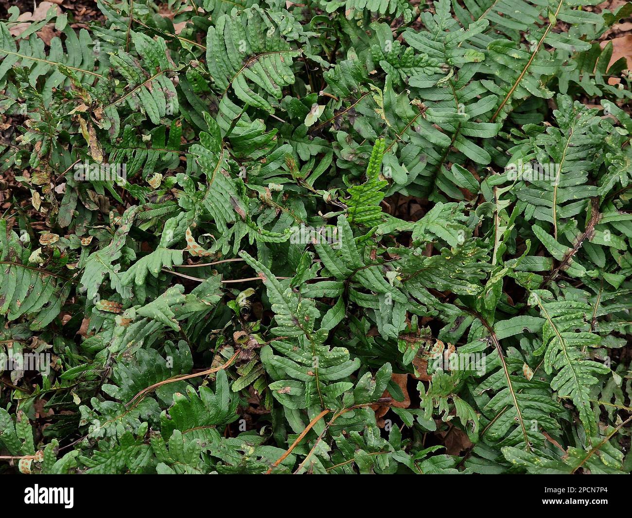 Overhead view of the evergreen leaves of the garden plant polygonum ...