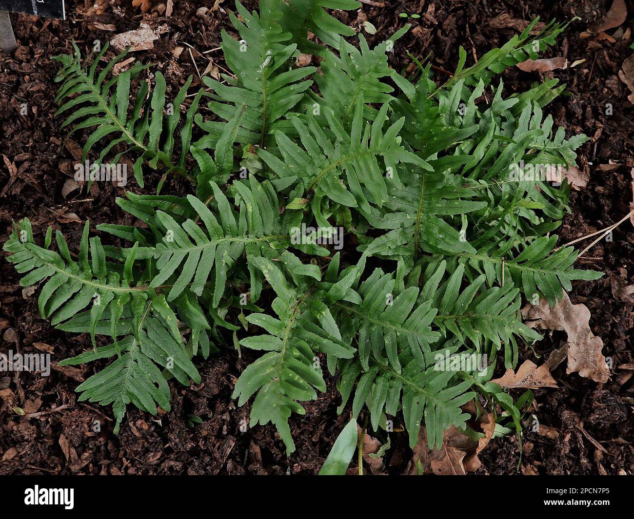 Closeup evergreen leaves of the garden plant polypodium whitley giant ...