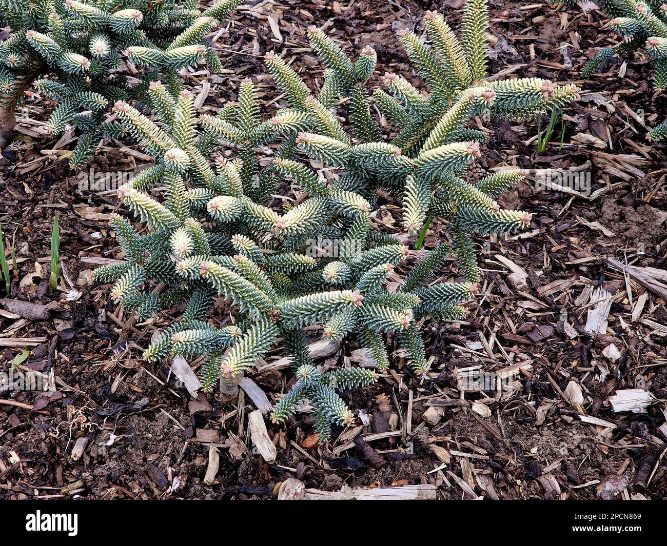 Closeup of the garden conifer abies pinsapo aurea Golden Spanish Fir ...