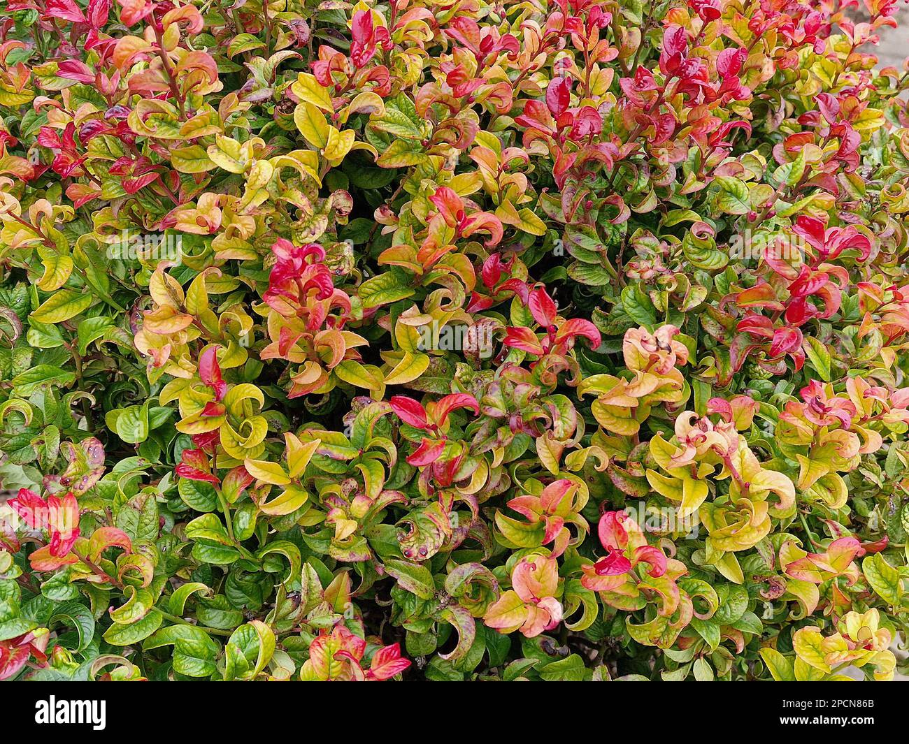 Curly leaves shrub hi-res stock photography and images - Alamy