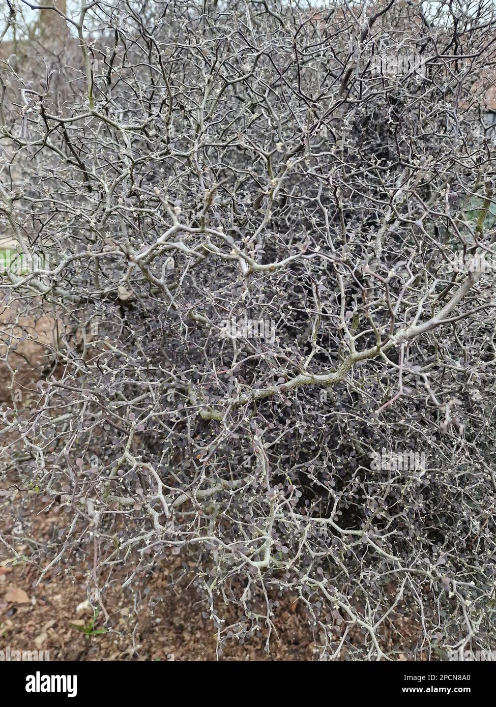 Winter Corokia cotoneaster wire-netting bush Stock Photo - Alamy