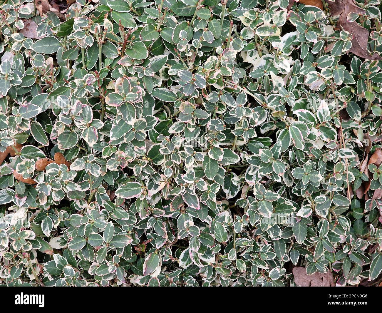 Closeup winter foliage evergreen variegated leaves white green euonymus ...