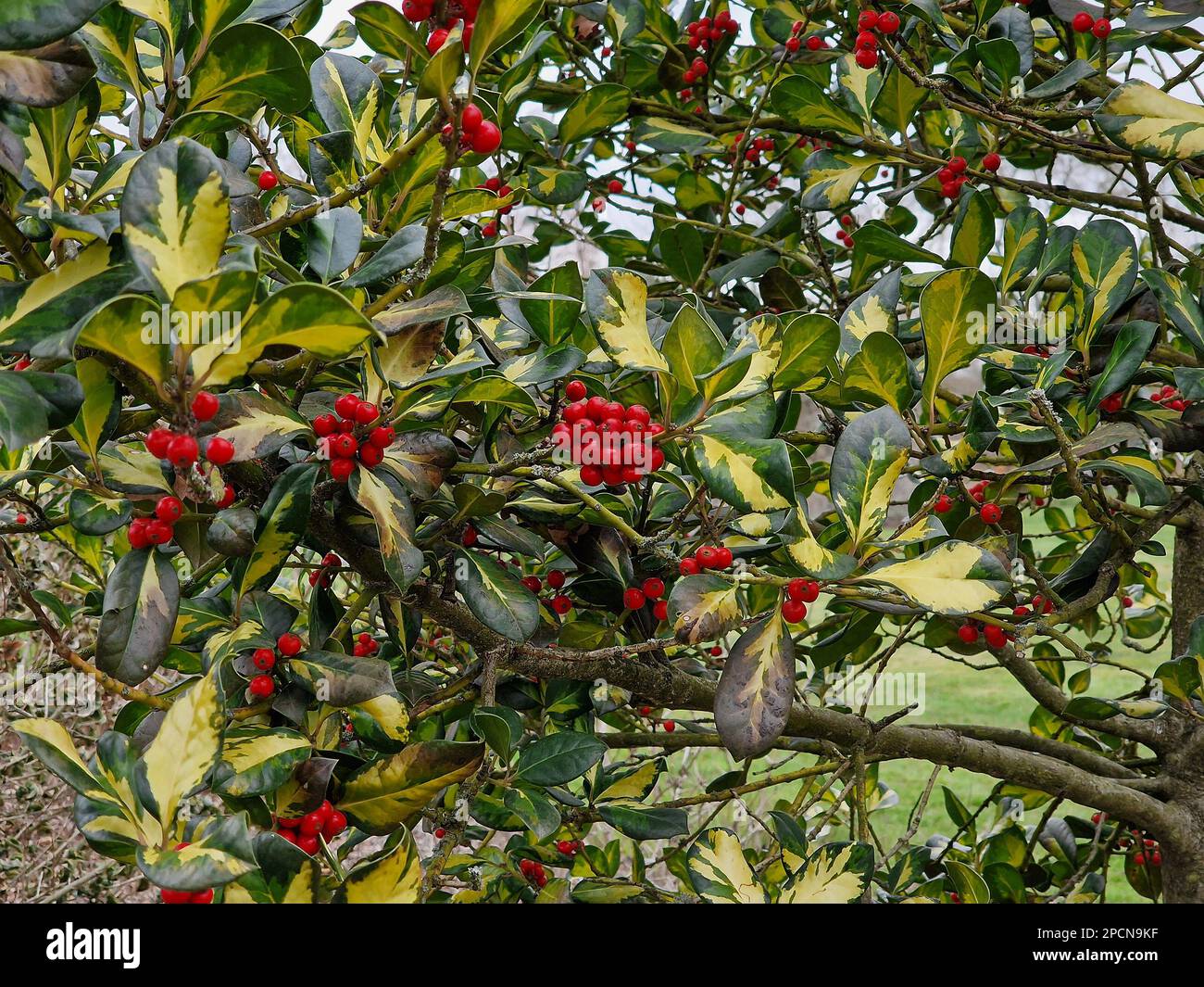 Yellow and green variegated leaves winter berries holly plant ilex ...