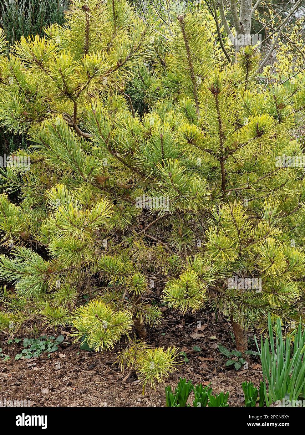 Closeup of low growing and slow growing garden conifer Pinus sylvestris ...