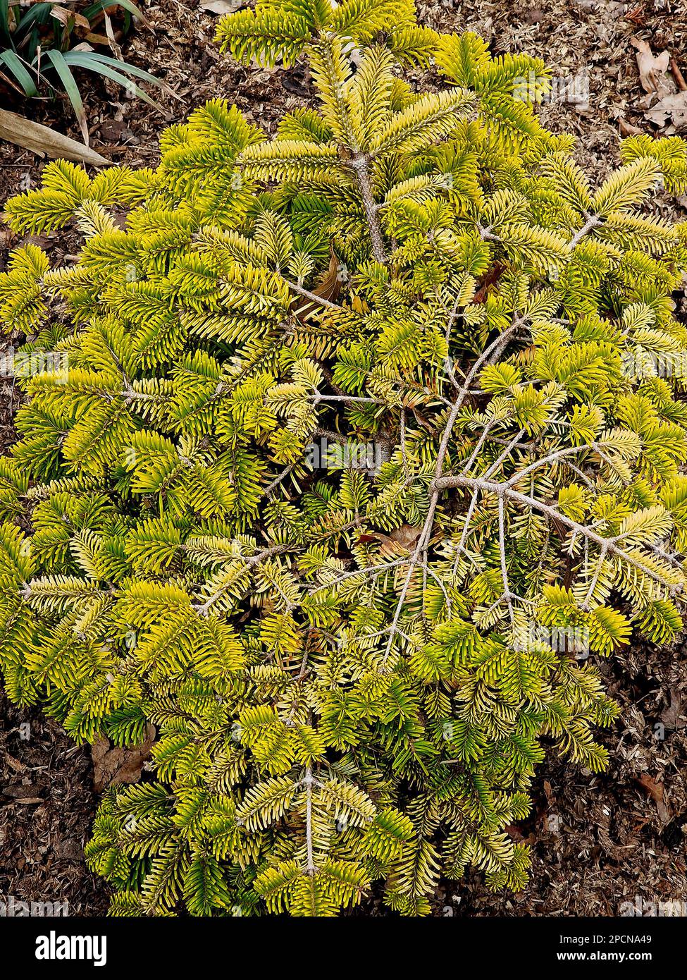 Closeup of the golden foliage of the garden conifer Abies nordmanniana ...